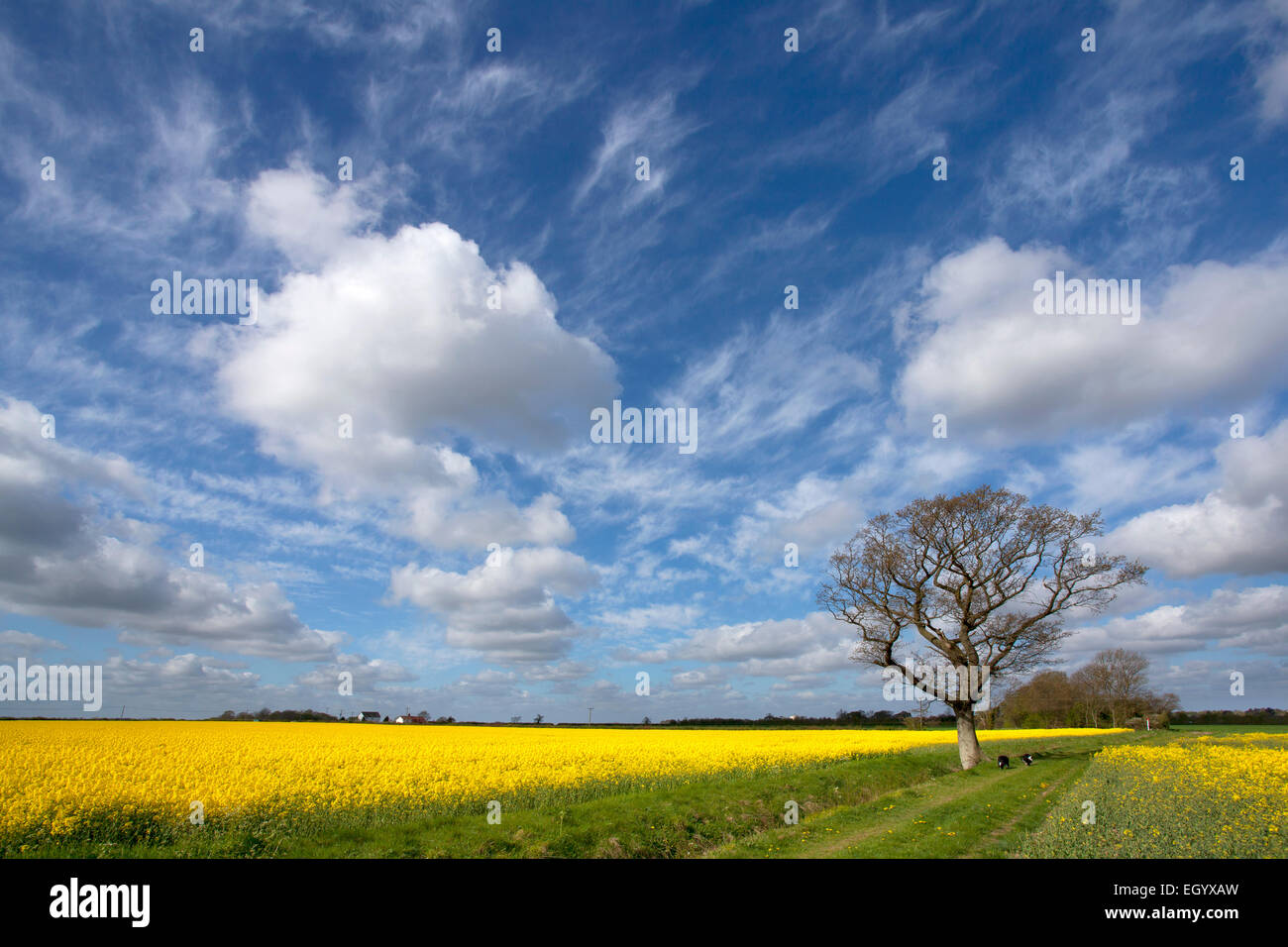 Spring landscape in Norfolk, England, UK Stock Photo - Alamy