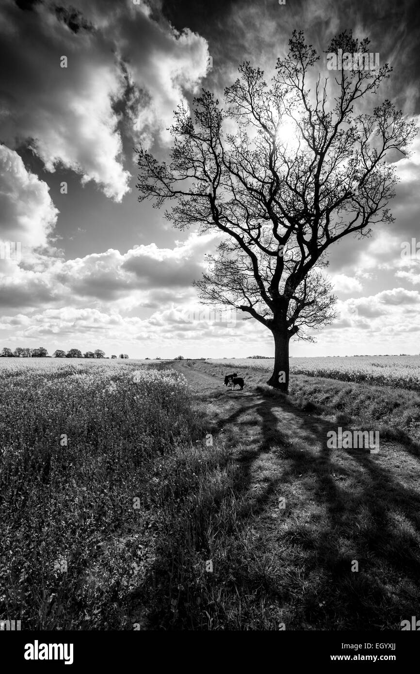 Spring landscape in Norfolk, England, UK Stock Photo - Alamy