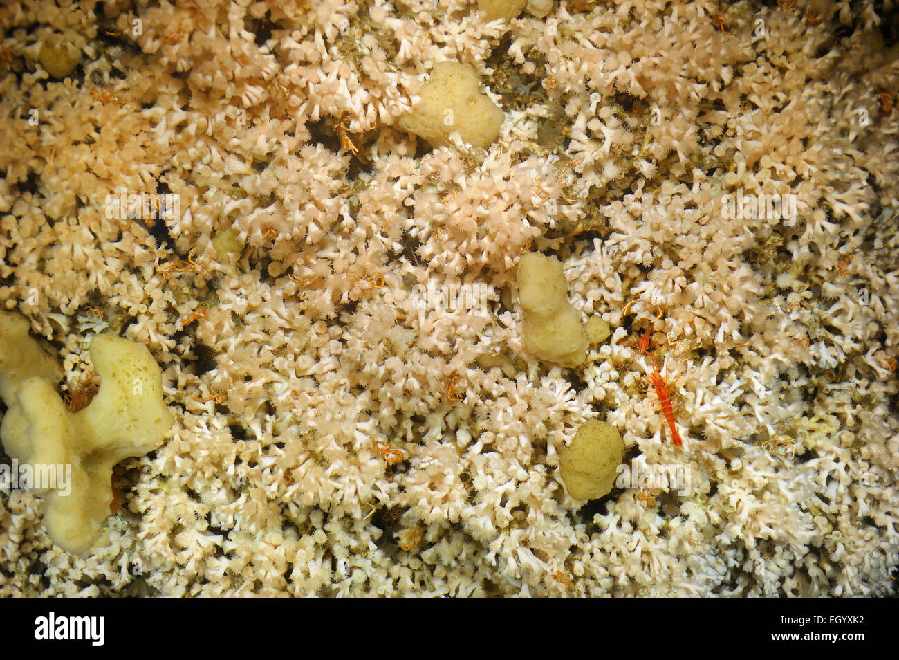 Live Lophelia pertusa reef in Trondheimfjord, North Atlantic Ocean ...