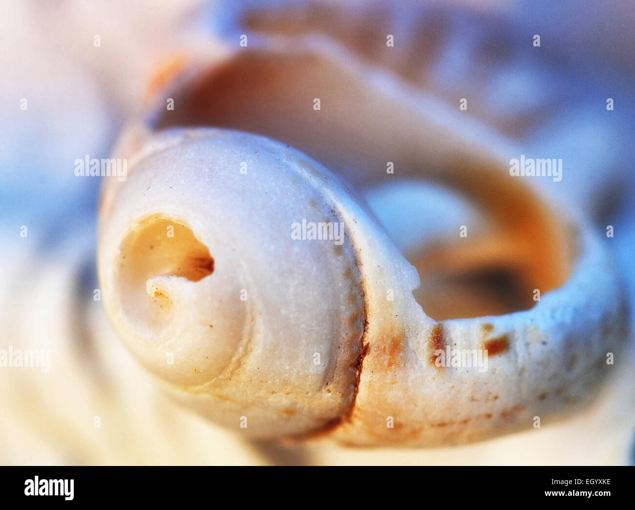 Offering shell hi-res stock photography and images - Alamy