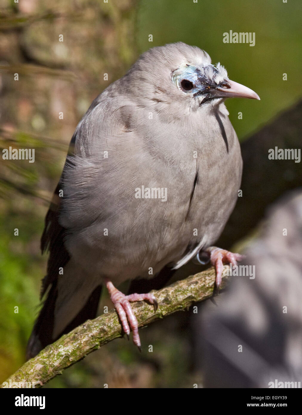 Wattled Starling (creatophora cinerea Stock Photo - Alamy