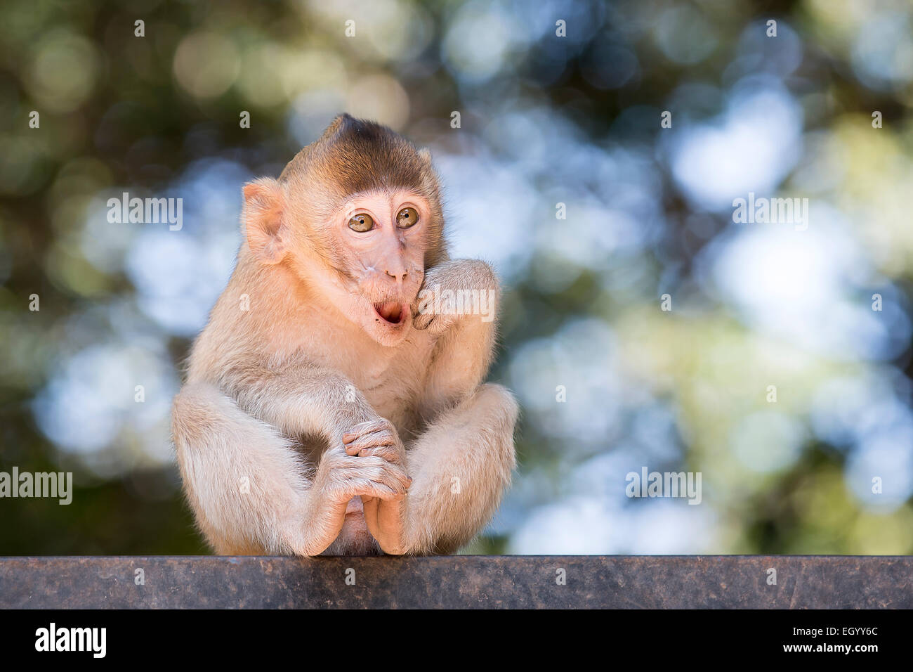 Portrait of a monkey in wildlife. Great Detail on his face expression ...