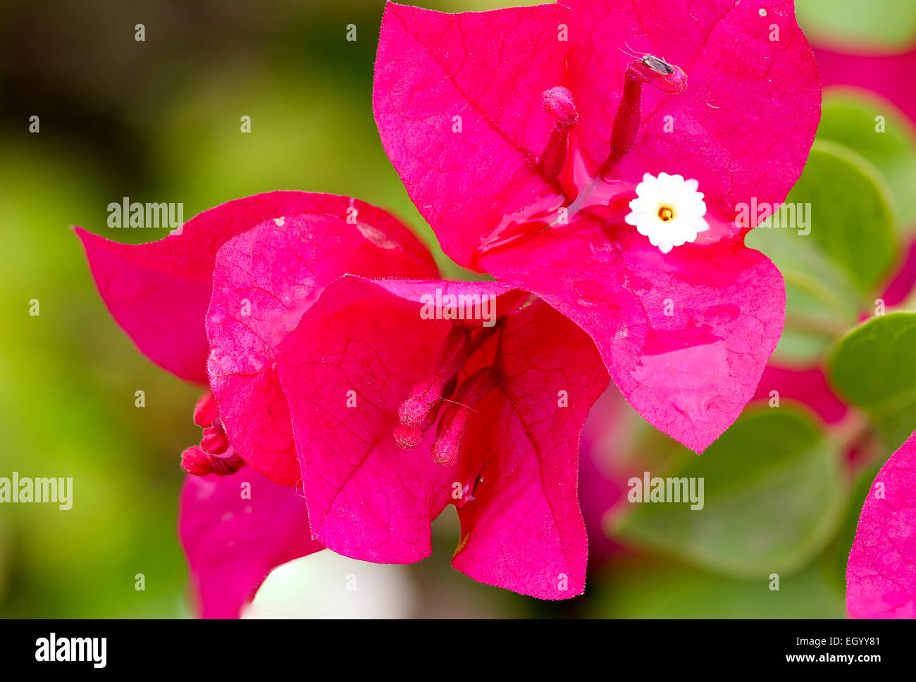 Pink Bougainvillea flowers on the branch was taken in nature Stock ...