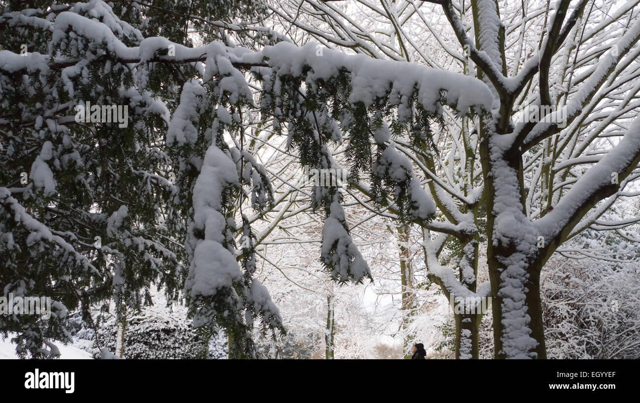 Snow on trees Stock Photo - Alamy