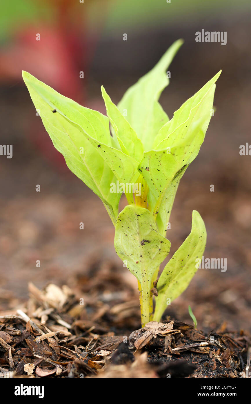 Cockscomb flower seedlings are planted in the ground Stock Photo - Alamy