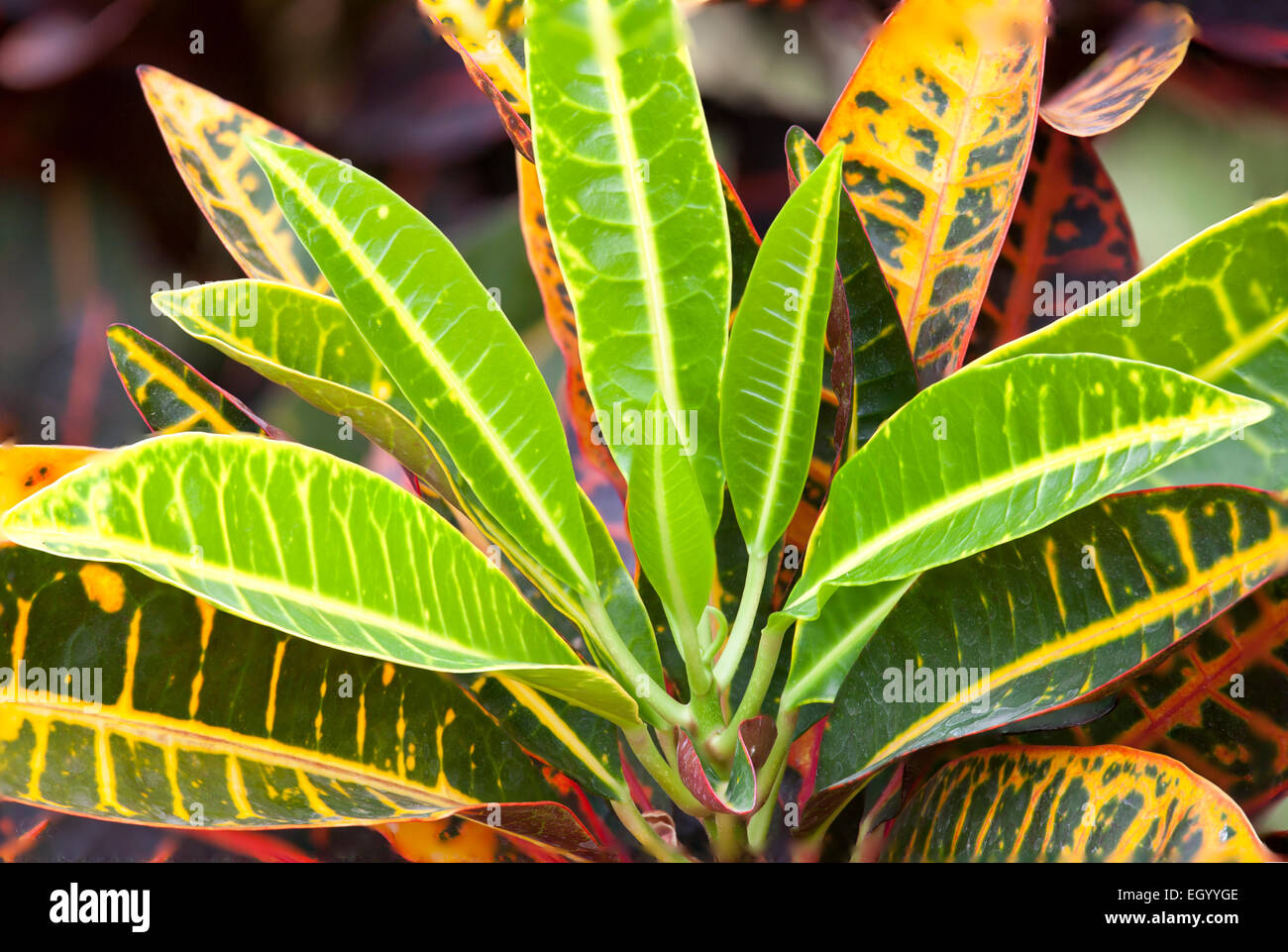 Codiaeum variegatum close up shot in nature Stock Photo - Alamy