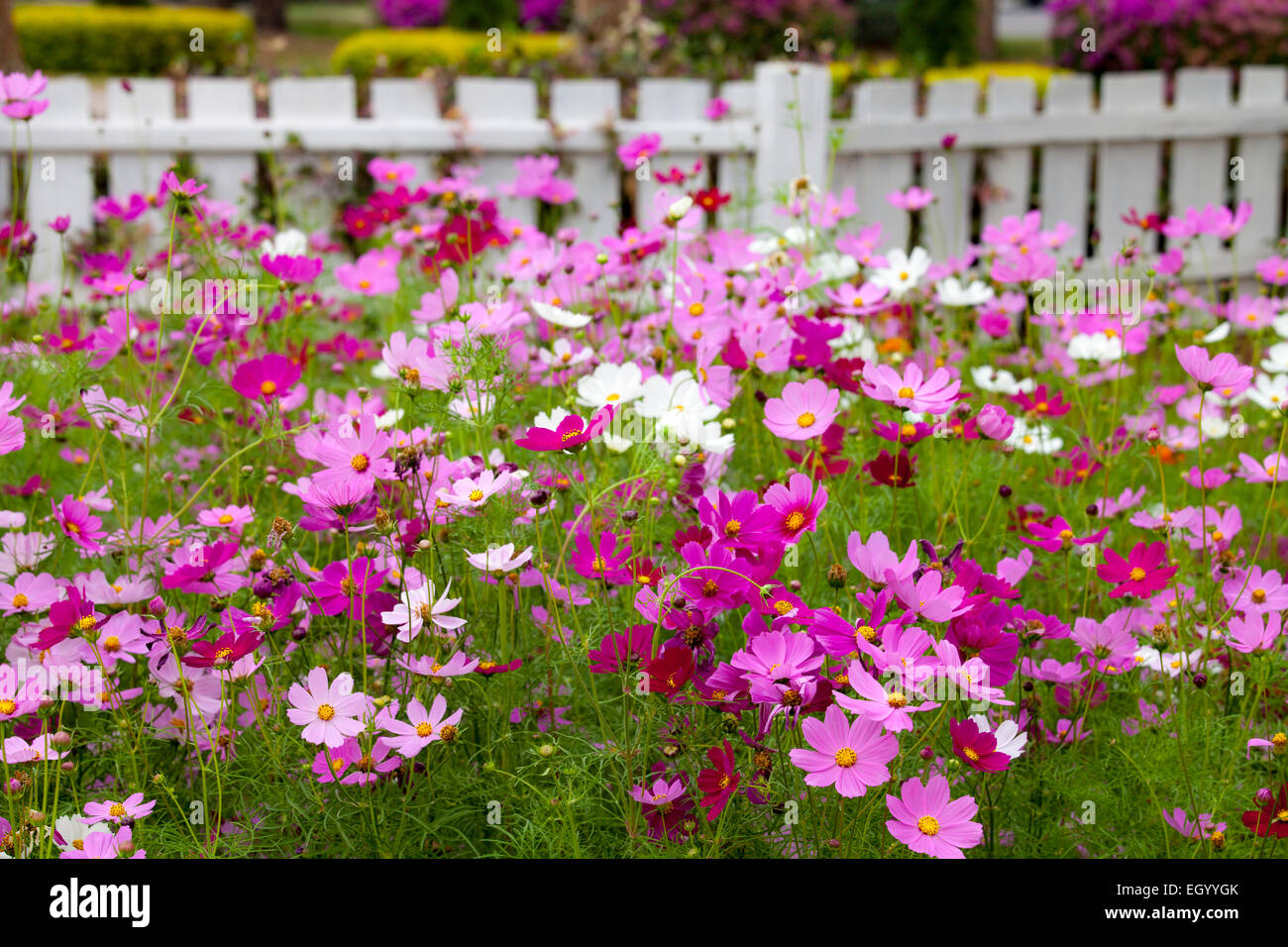 cosmos multi color flower in the garden Stock Photo - Alamy
