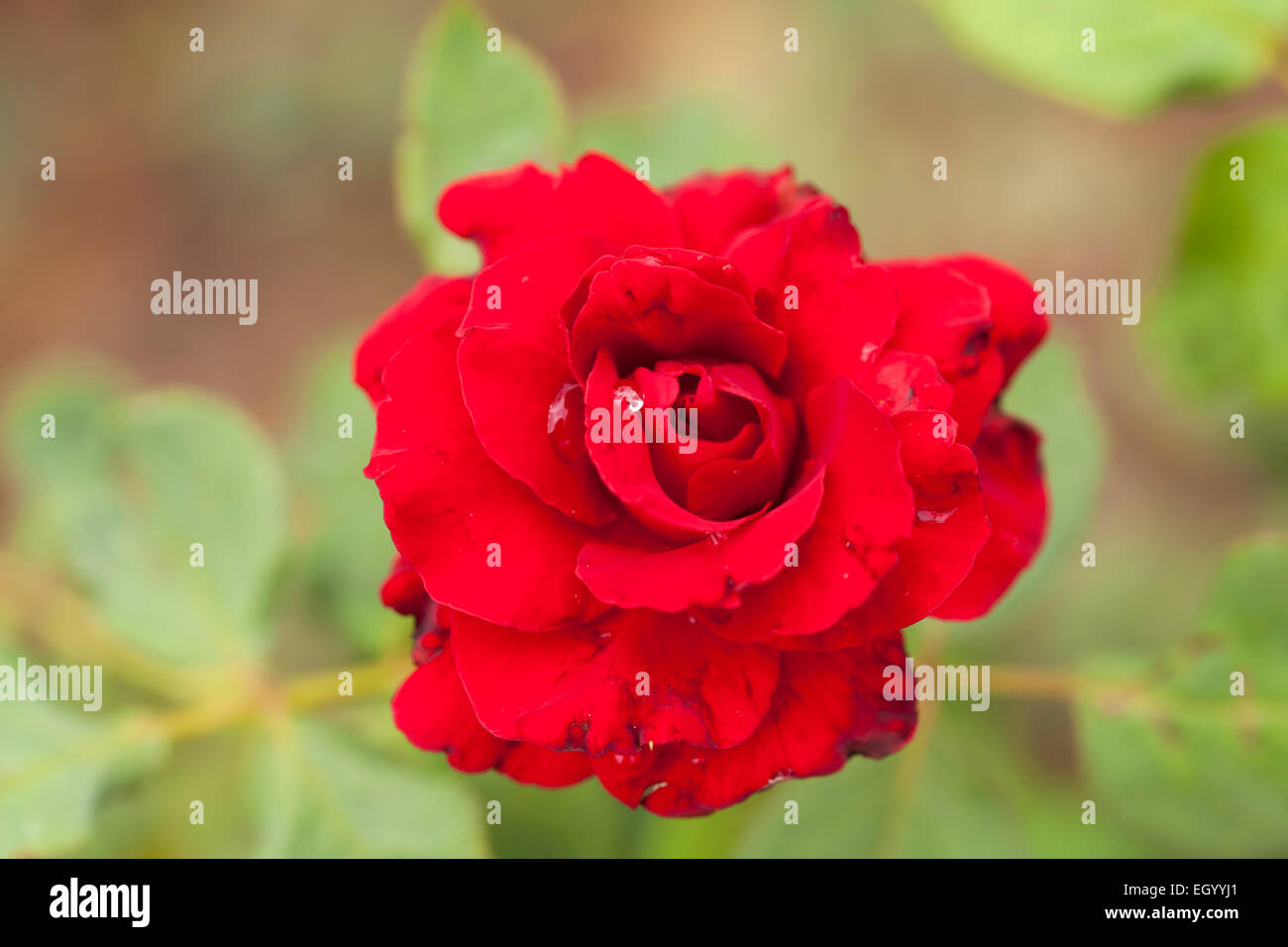 Blood drop rose hi-res stock photography and images - Alamy