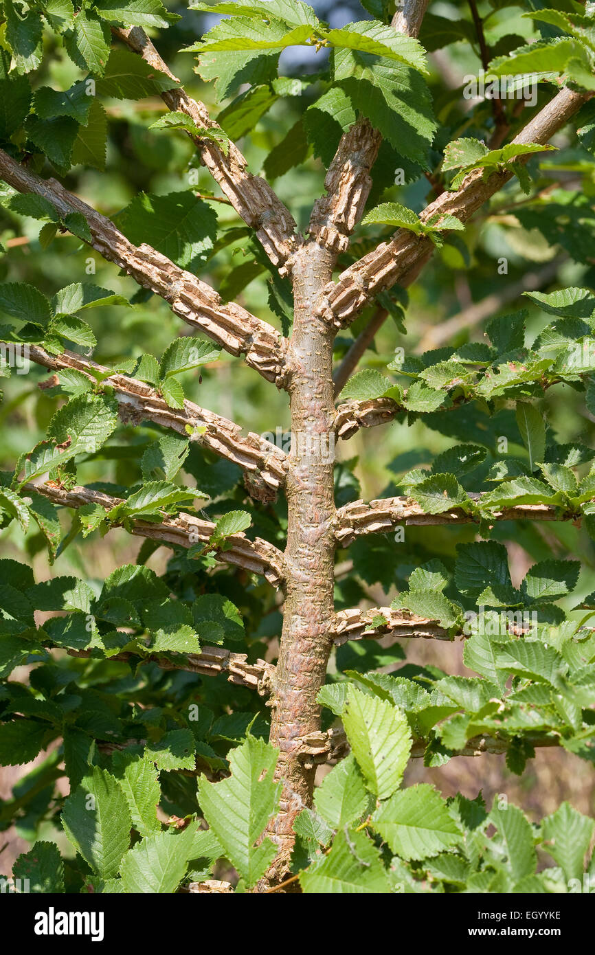 European Field Elm, bark, rind, Feld-Ulme, Feldulme, Ulme, Korkleisten ...