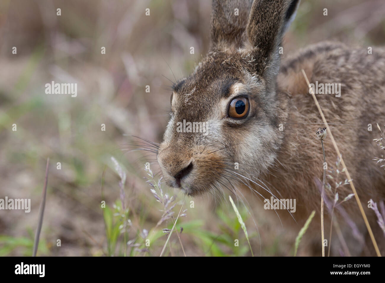 European hare, Brown Hare, hares, Feldhase, Feld-Hase, Hase, Portrait ...