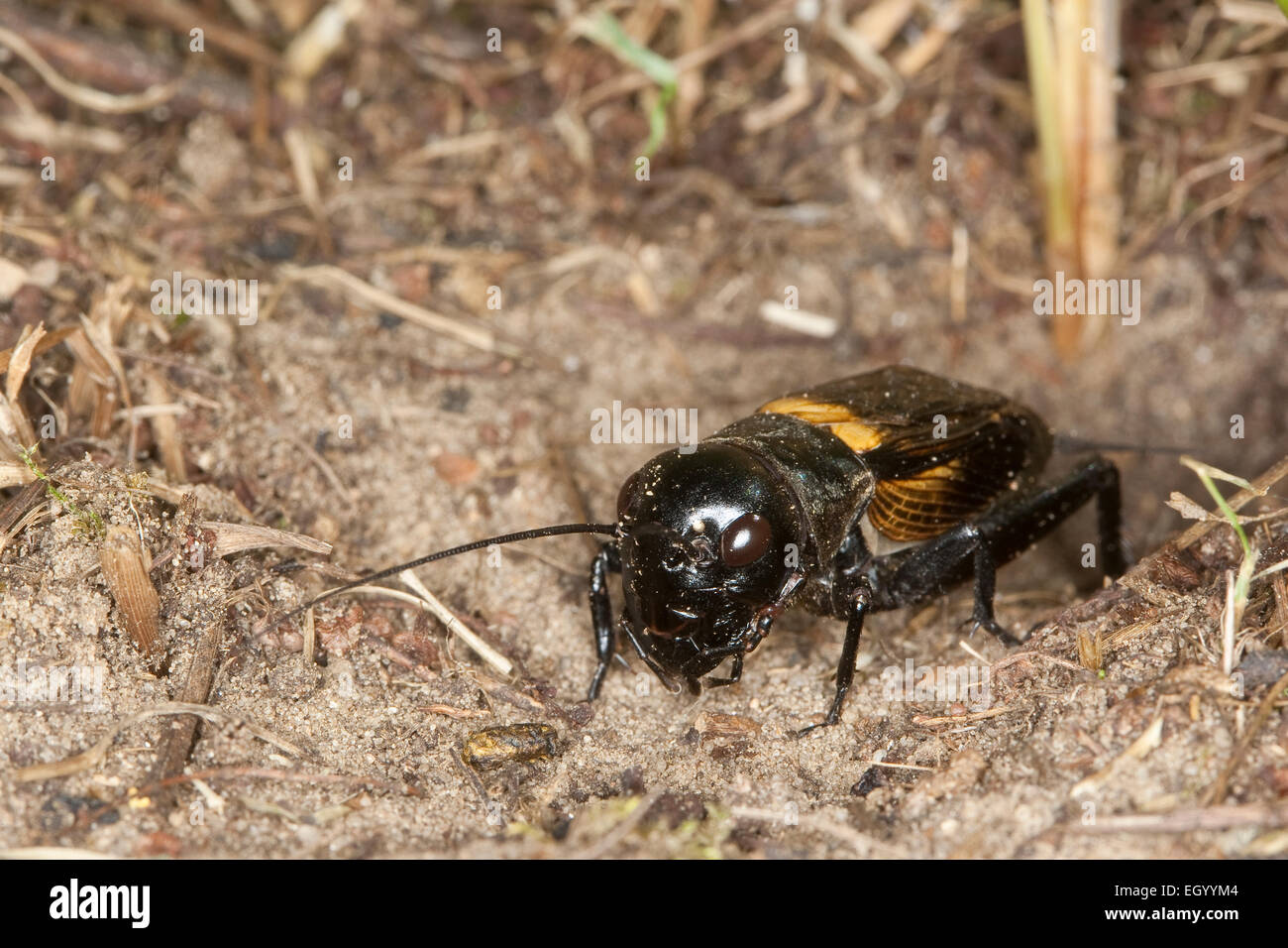 Field cricket, male, Feldgrille, Männchen, Feld-Grille, Grille, Gryllus ...