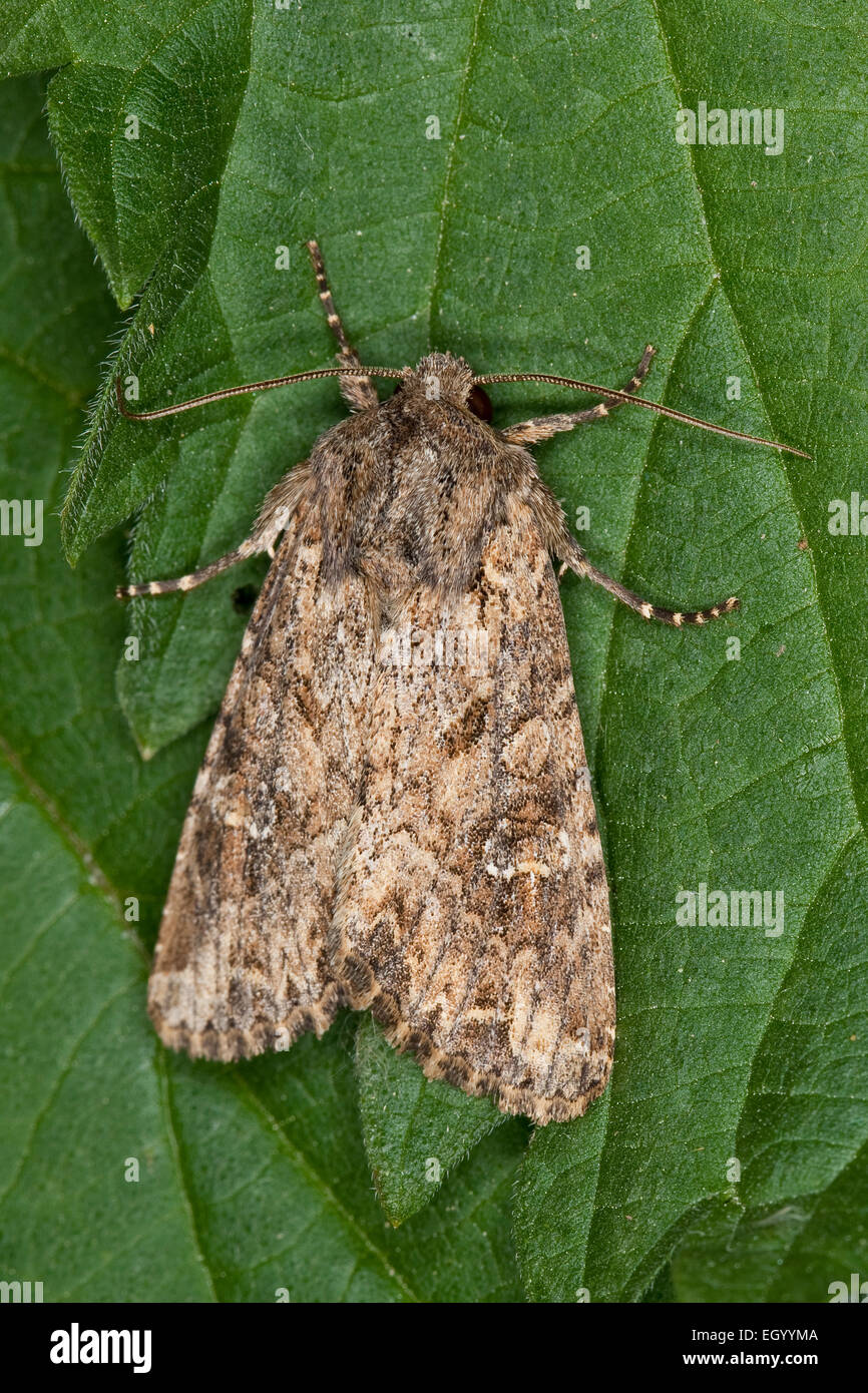 Very large moths hi-res stock photography and images - Alamy