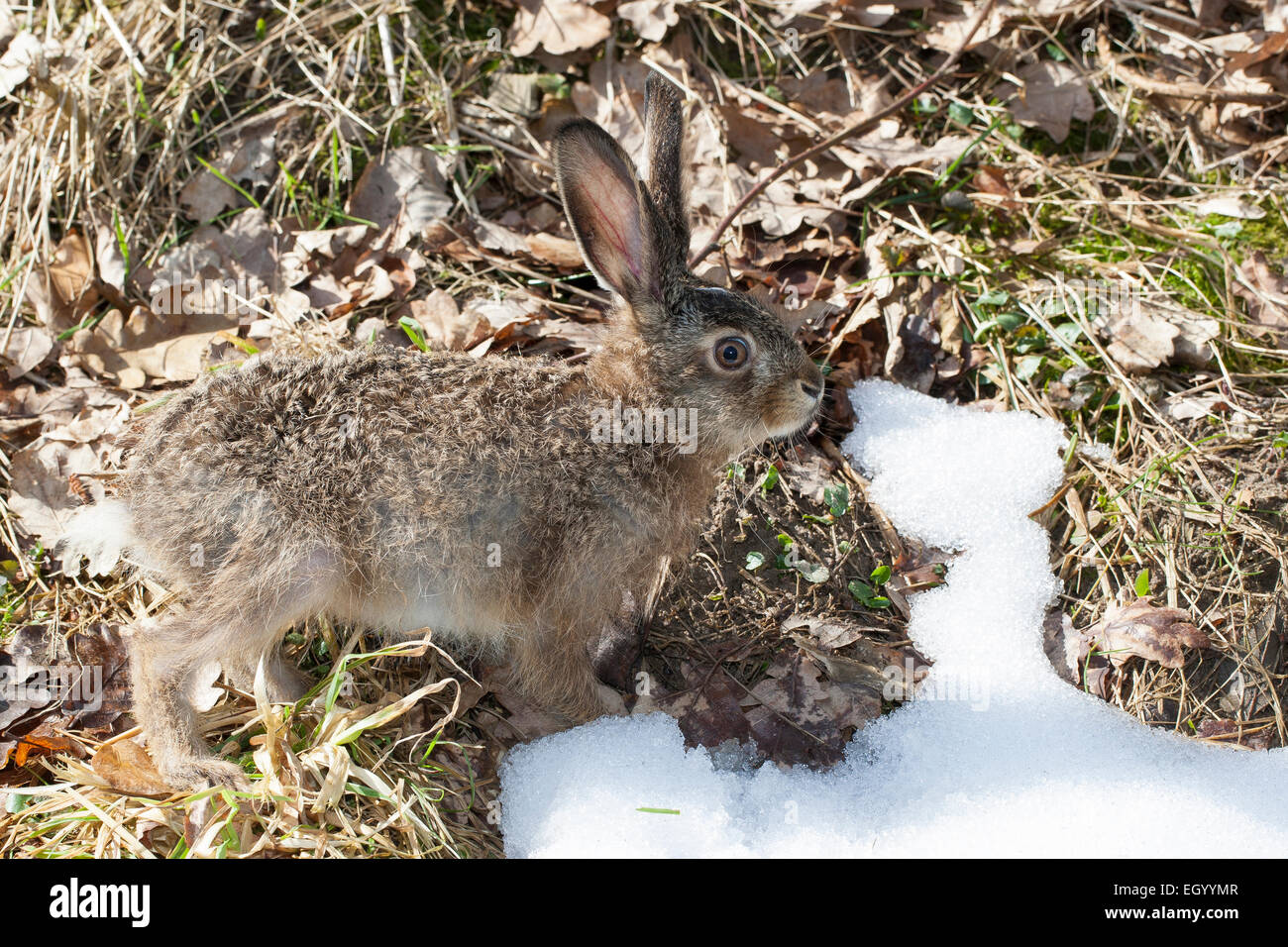 European hare, Brown Hare, hares, Feldhase, Feld-Hase, Hase, Jungtier ...