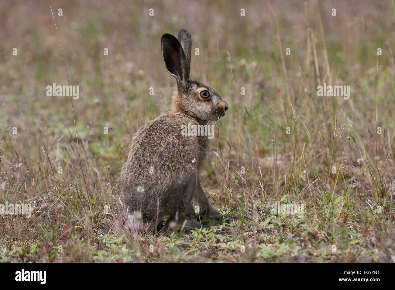 Hares hi-res stock photography and images - Alamy