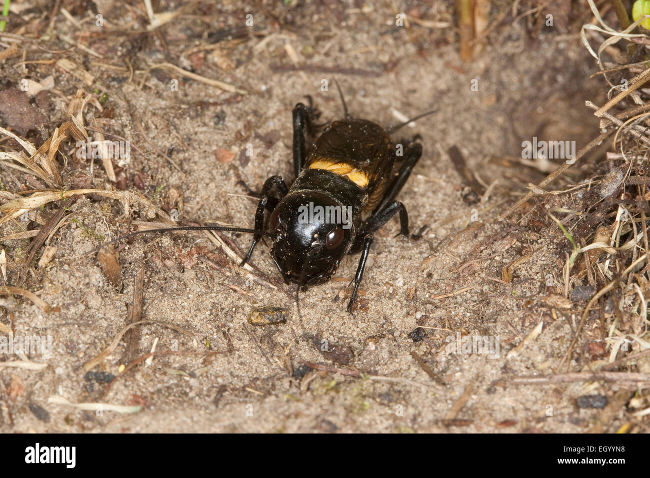 Field cricket, male, Feldgrille, Männchen, Feld-Grille, Grille, Gryllus ...