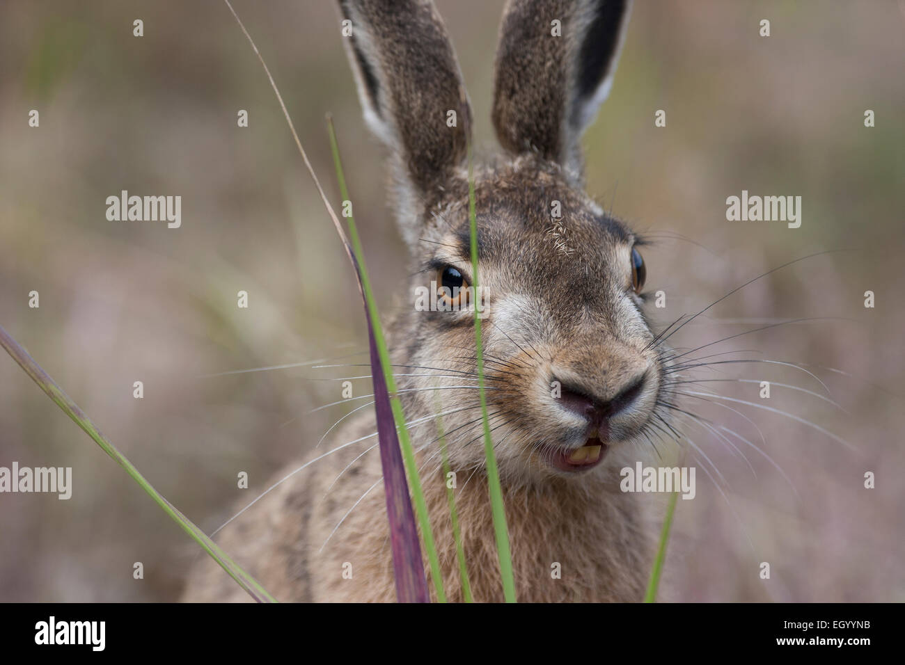 European hare, Brown Hare, hares, Feldhase, Feld-Hase, Hase, Portrait ...