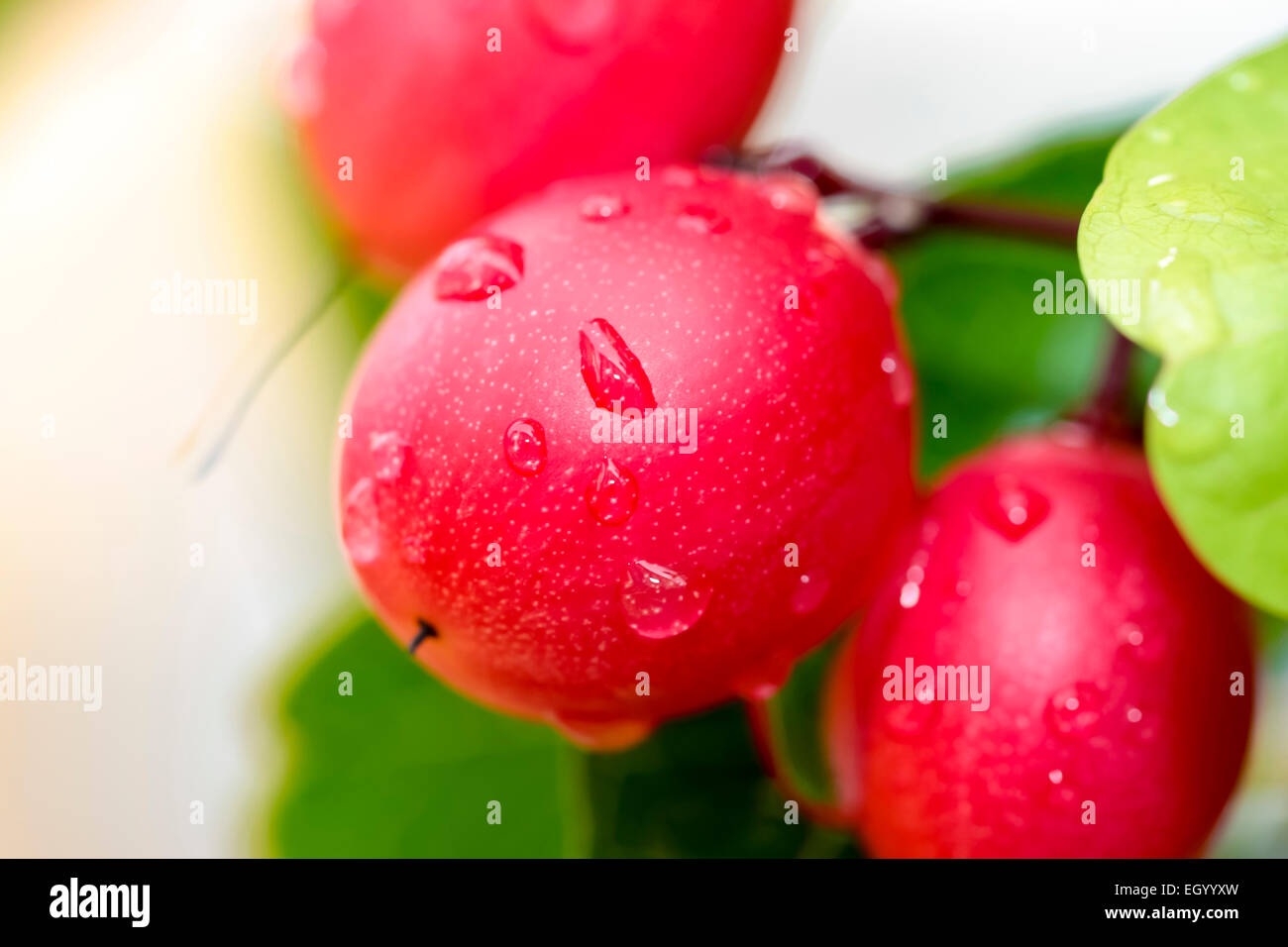 Karanda; Carunda; Christ's thorn fruit on tree after rain Stock Photo ...