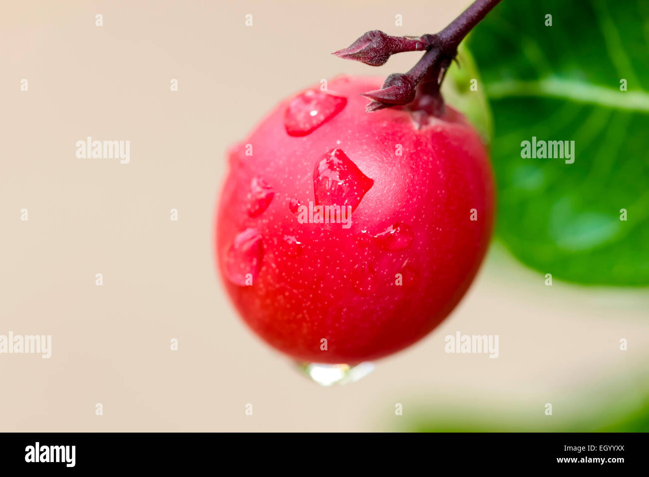 Karanda hi-res stock photography and images - Alamy