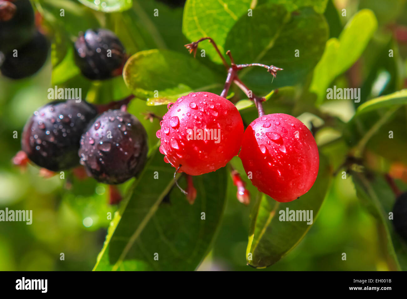 Karanda; Carunda; Christ's thorn fruit on tree after rain Stock Photo ...