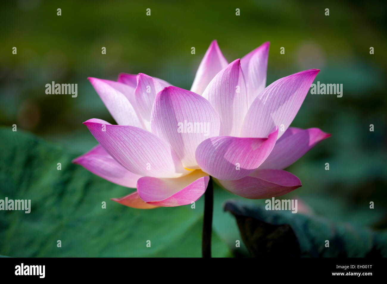 Lotus flower and Lotus flower plants in natural Stock Photo - Alamy