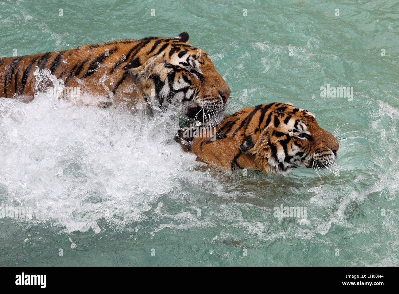Tiger fight water hi-res stock photography and images - Alamy
