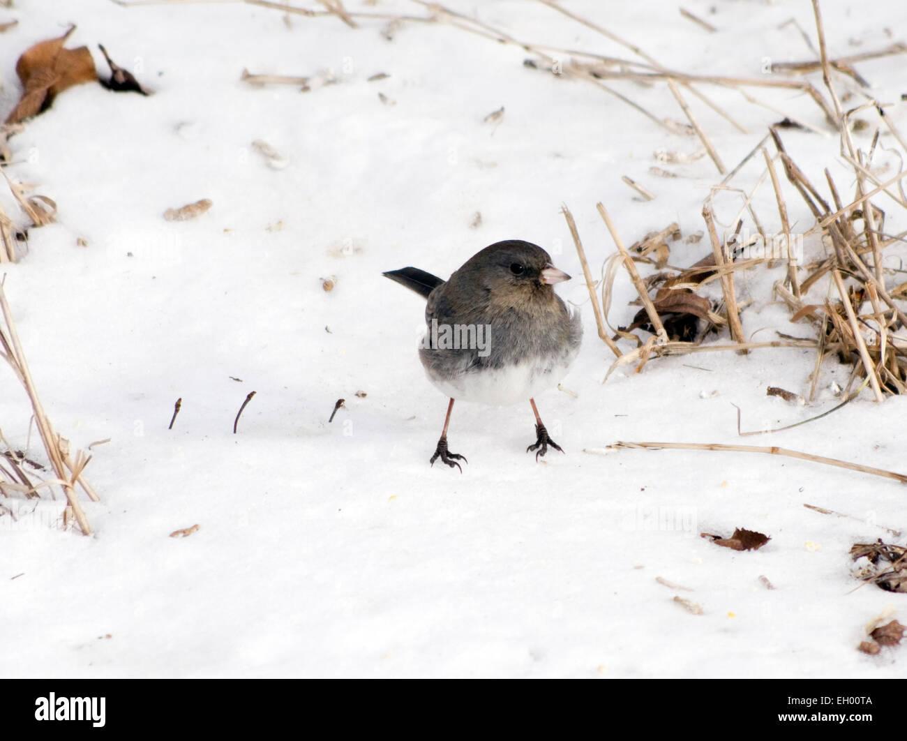 Junco hyemalis, Slate colored Junco, a common variation of the Dark ...