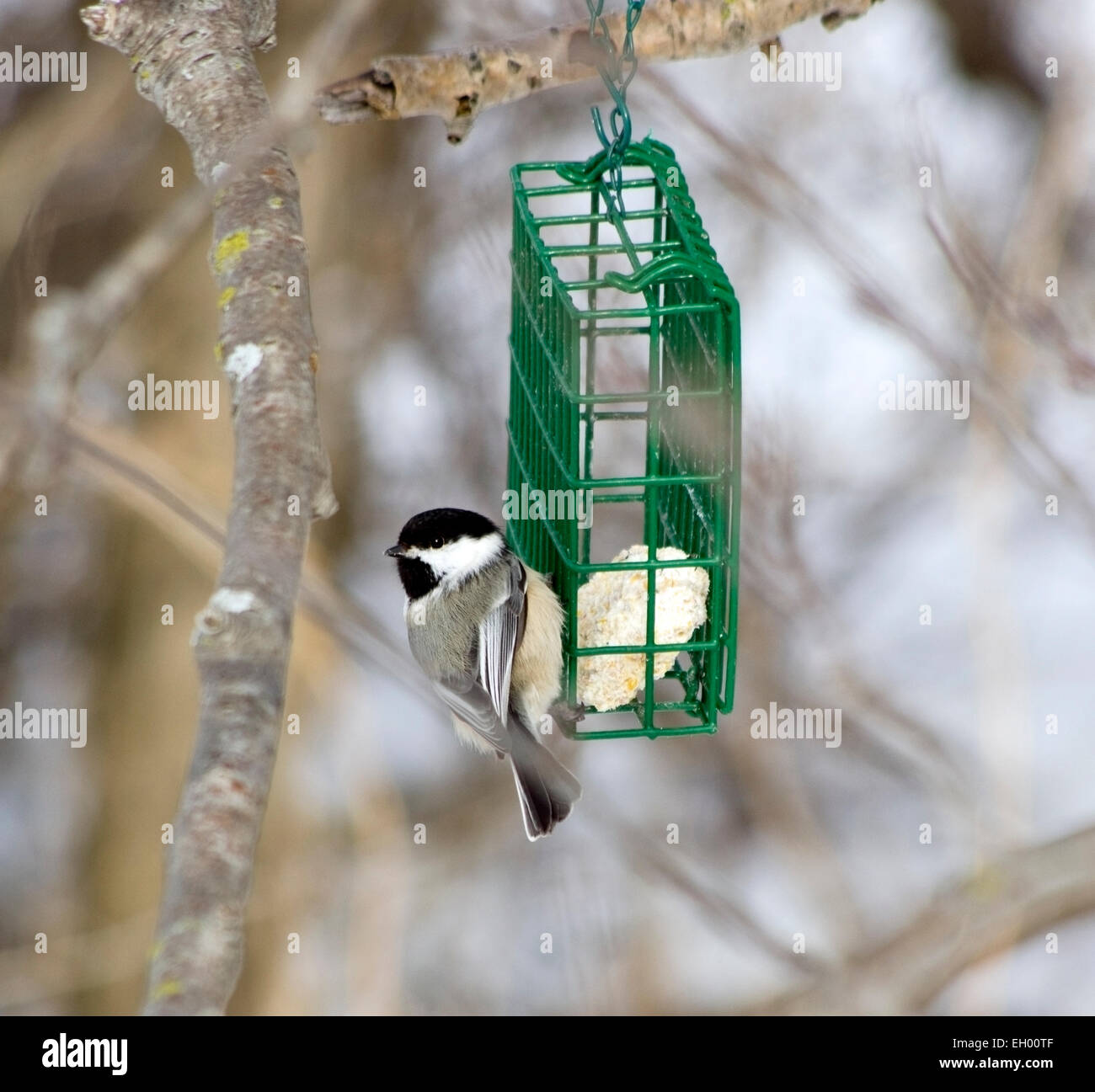 Black capped chickadee hi-res stock photography and images - Alamy