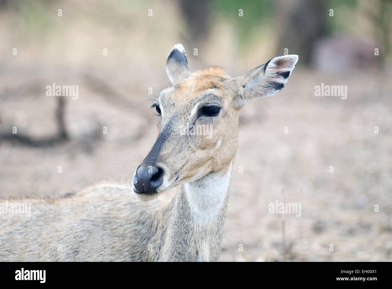 Female nilgai hi-res stock photography and images - Alamy