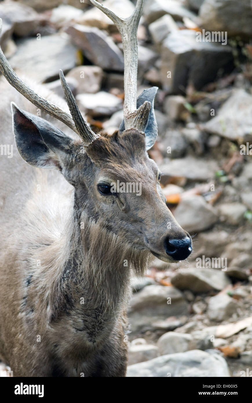 Alert male sambar deer hi-res stock photography and images - Alamy