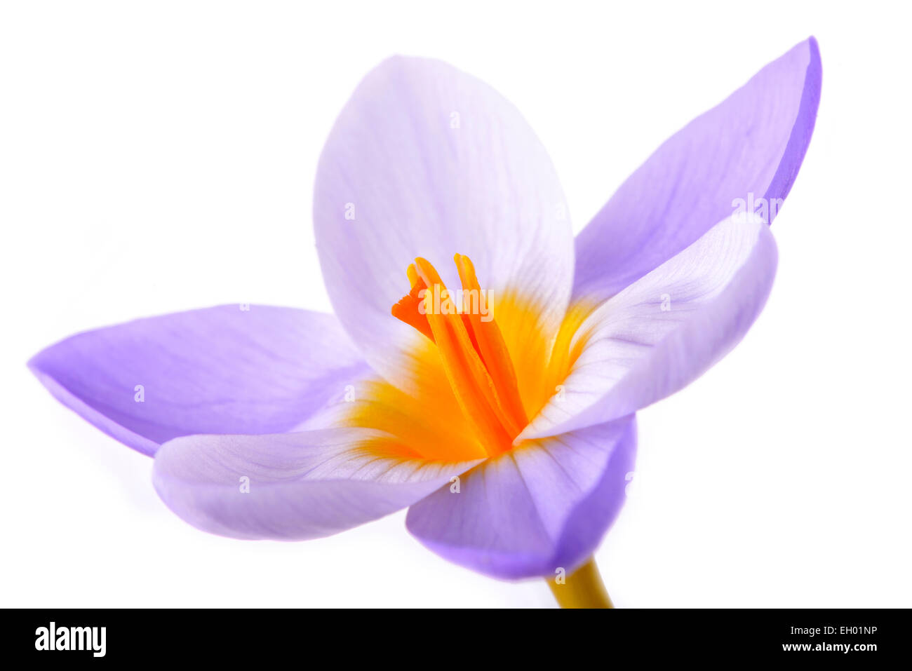 Crocus in front of white background Stock Photo - Alamy