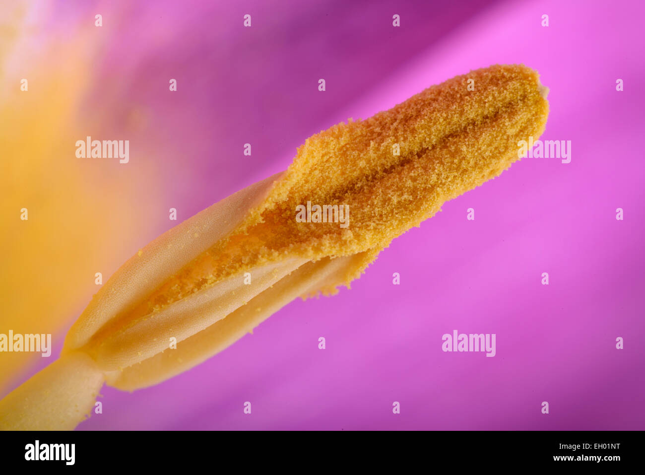Tulip Stamen Pistil Macro High Resolution Stock Photography and Images ...