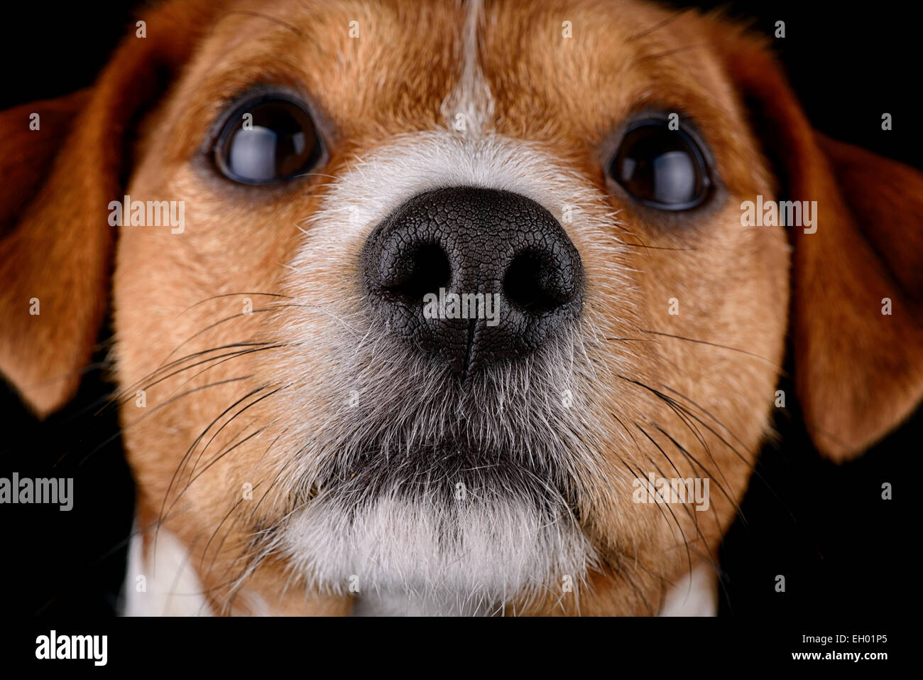 Face of a dog Stock Photo - Alamy