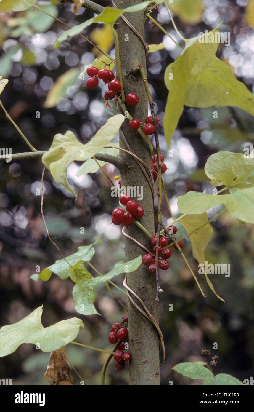 Fruits of White Bryony Stock Photo - Alamy