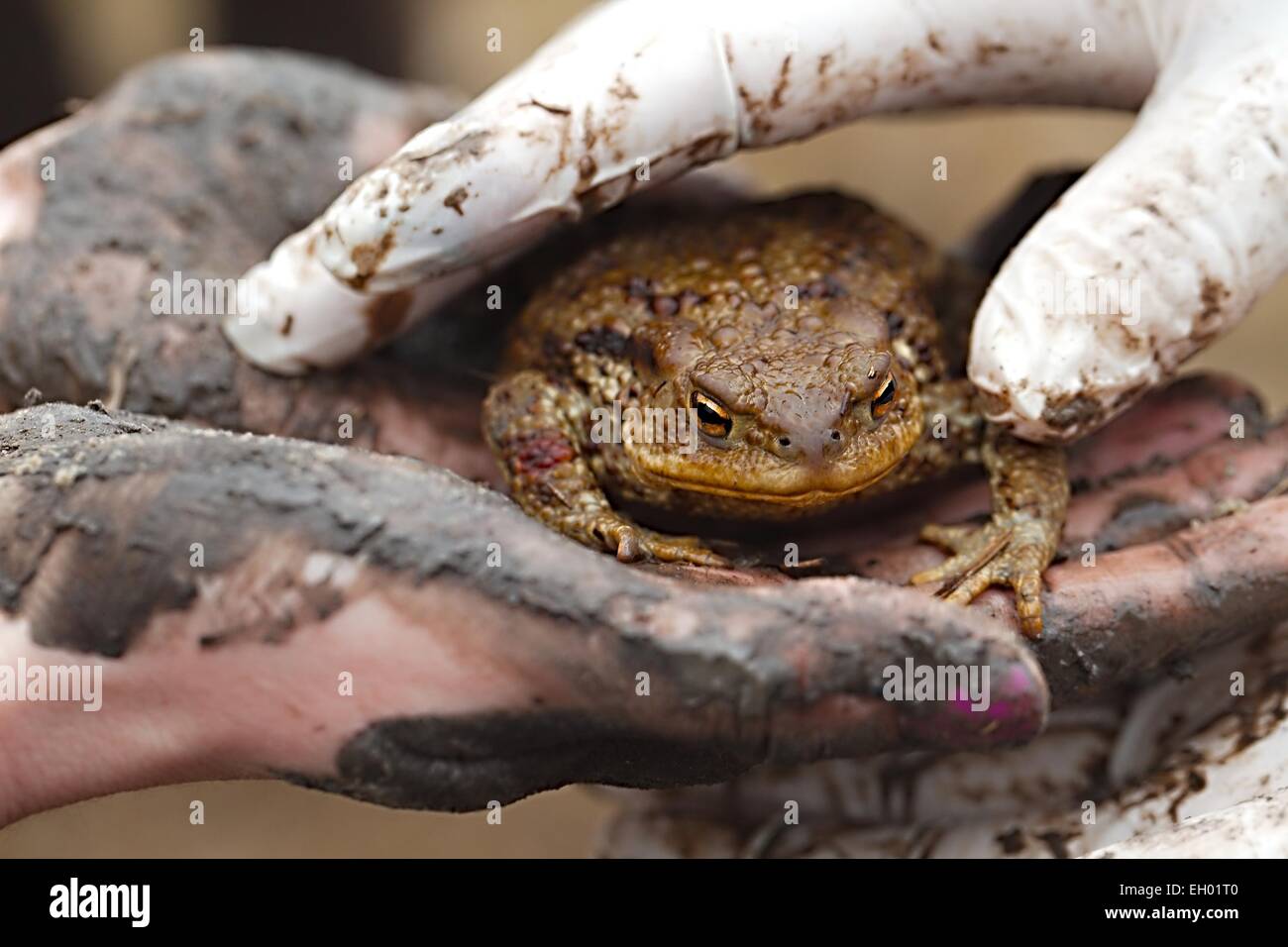 Ugly Toad Stock Photos & Ugly Toad Stock Images - Alamy