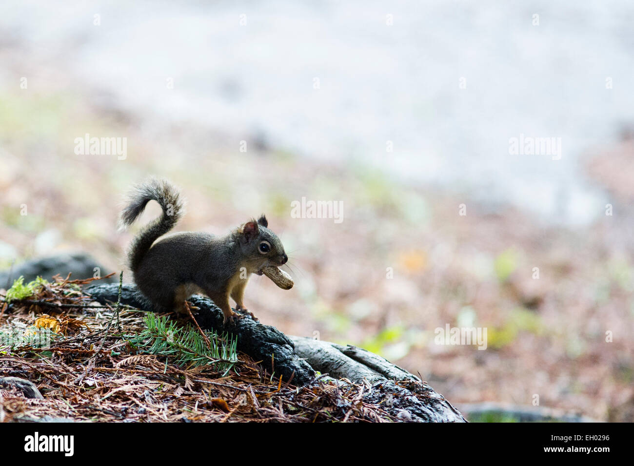 Canada, Vancouver, squirrel with peanut in mouth Stock Photo - Alamy