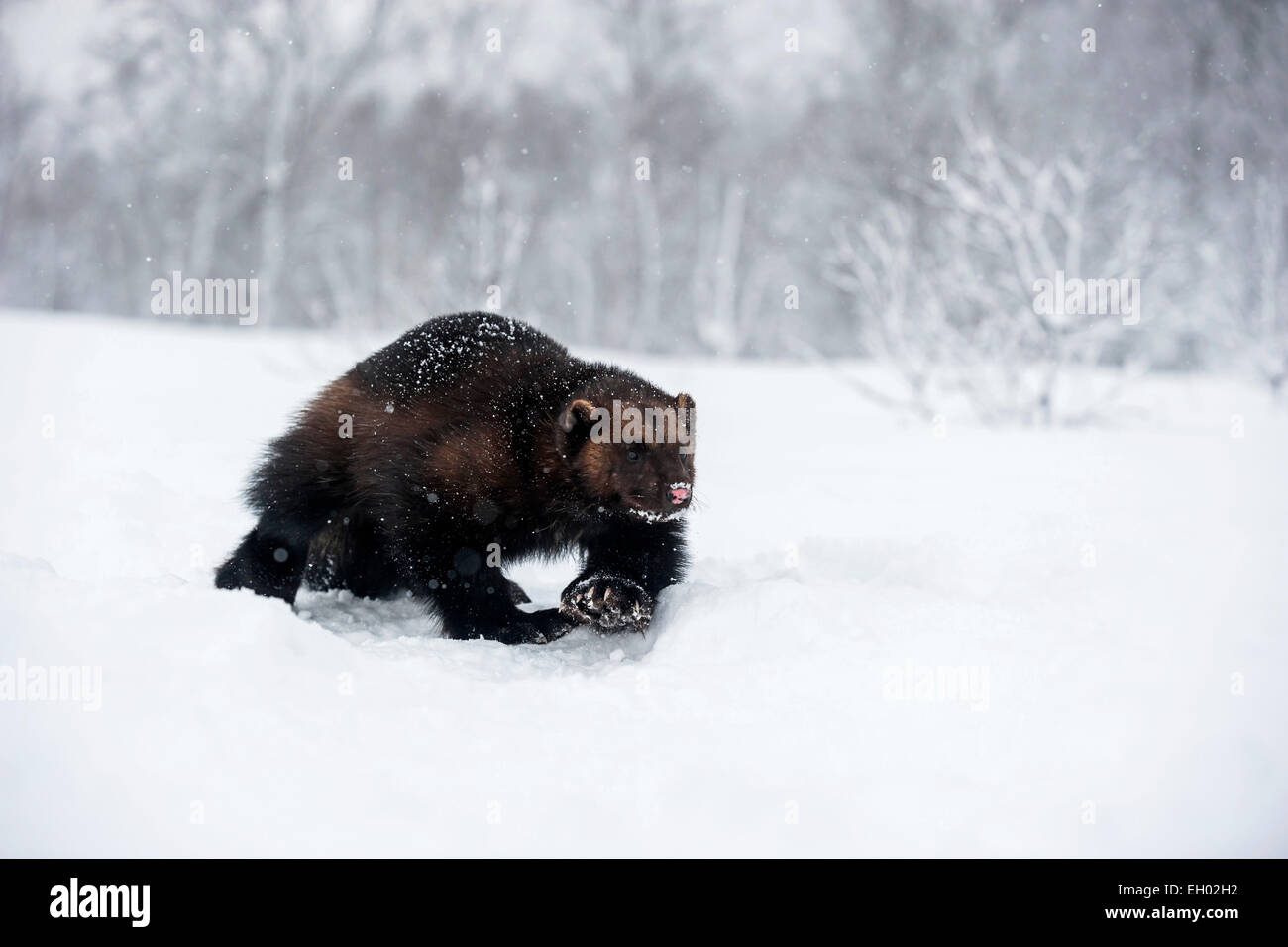 Norway, Bardu, wolverine walking through snow Stock Photo - Alamy