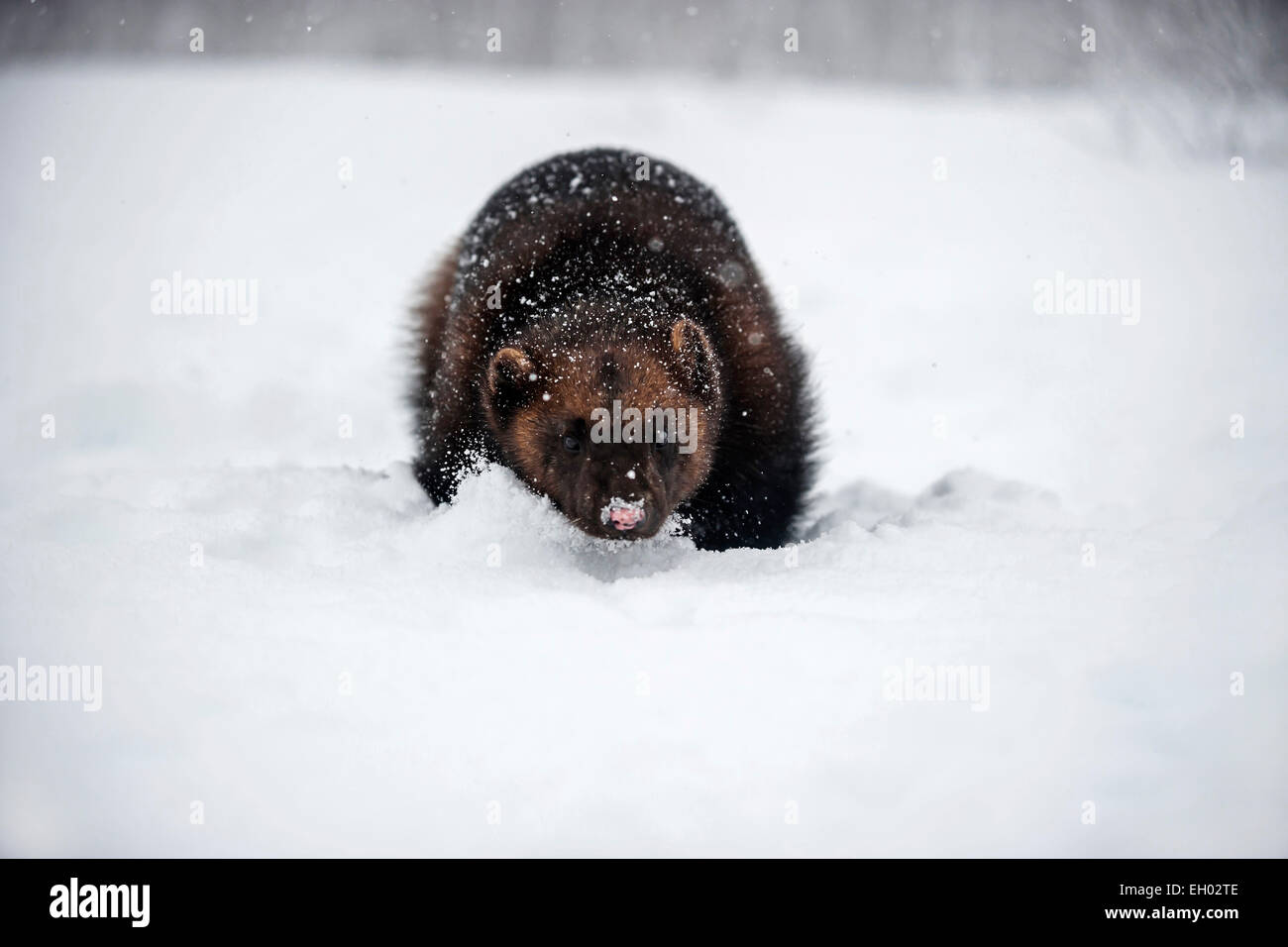 Snow covered wolverine hi-res stock photography and images - Alamy