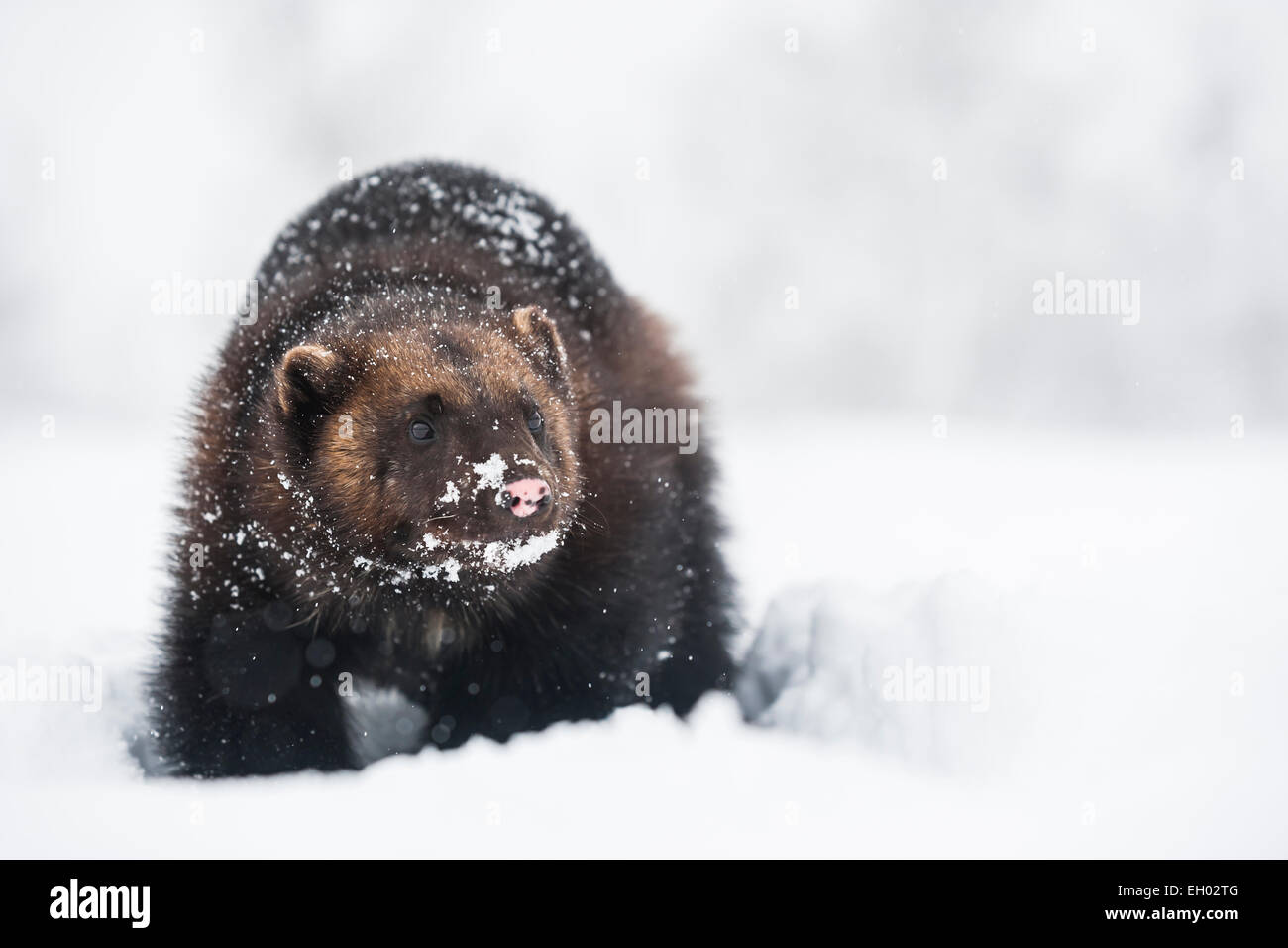 Wolverine snow hi-res stock photography and images - Alamy