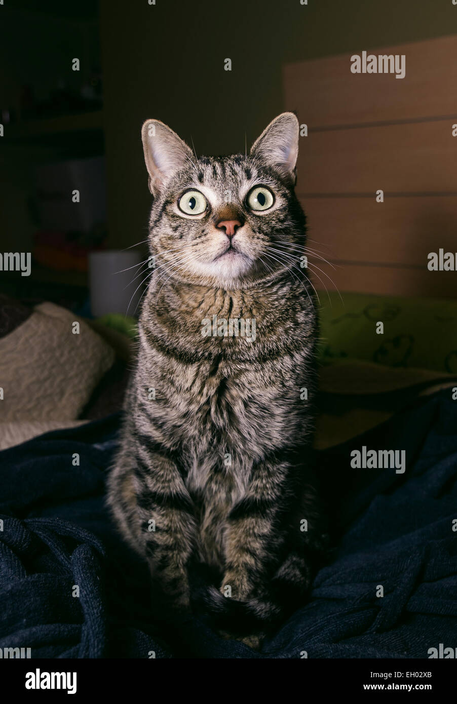 Portrait of tabby cat with eyes wide open Stock Photo - Alamy