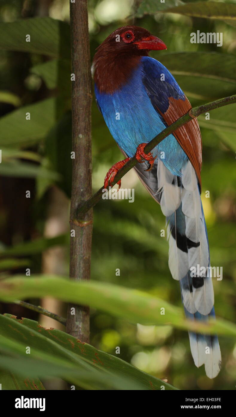 Sri Lanka Blue Magpie - Urocissa ornata Taken in Sinharaja forest ...