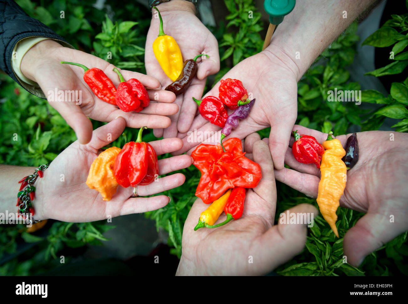 Chilli varieties hi-res stock photography and images - Alamy