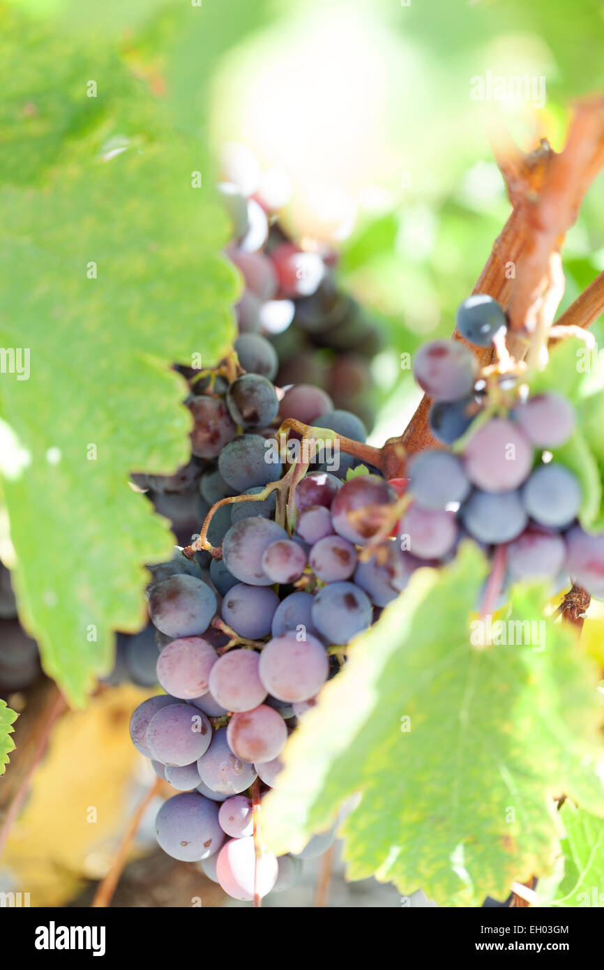 Grapes : Quebranta. Peru Stock Photo - Alamy