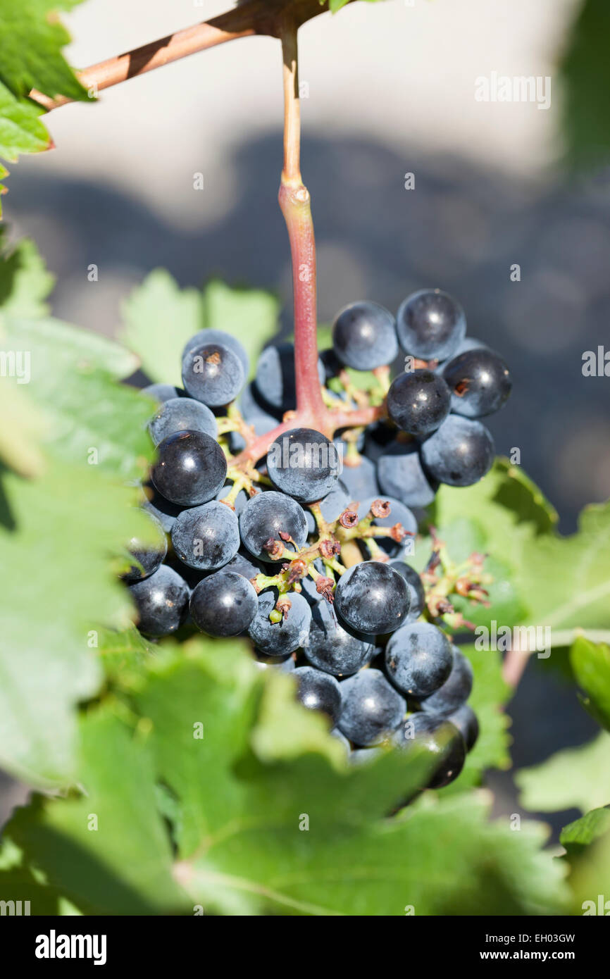 Ruby grapes hi-res stock photography and images - Alamy