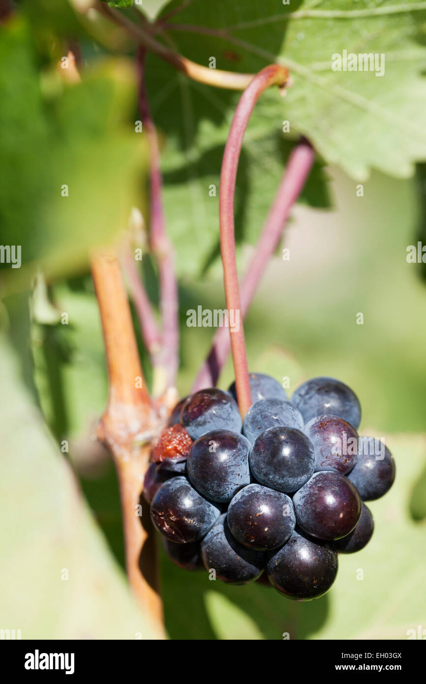 Ruby grape hi-res stock photography and images - Alamy