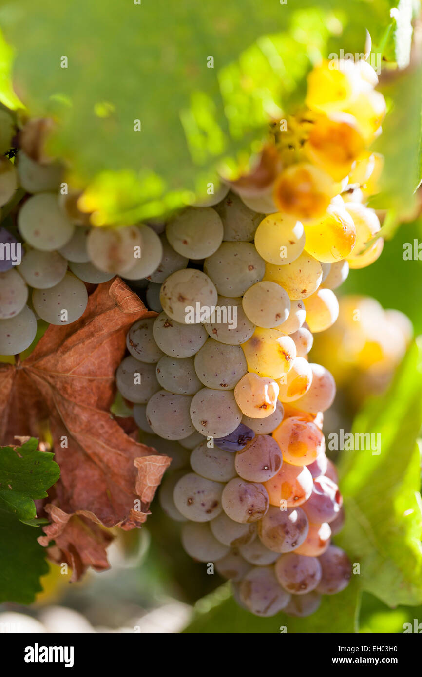 Grapes : Emerald riesling Stock Photo - Alamy