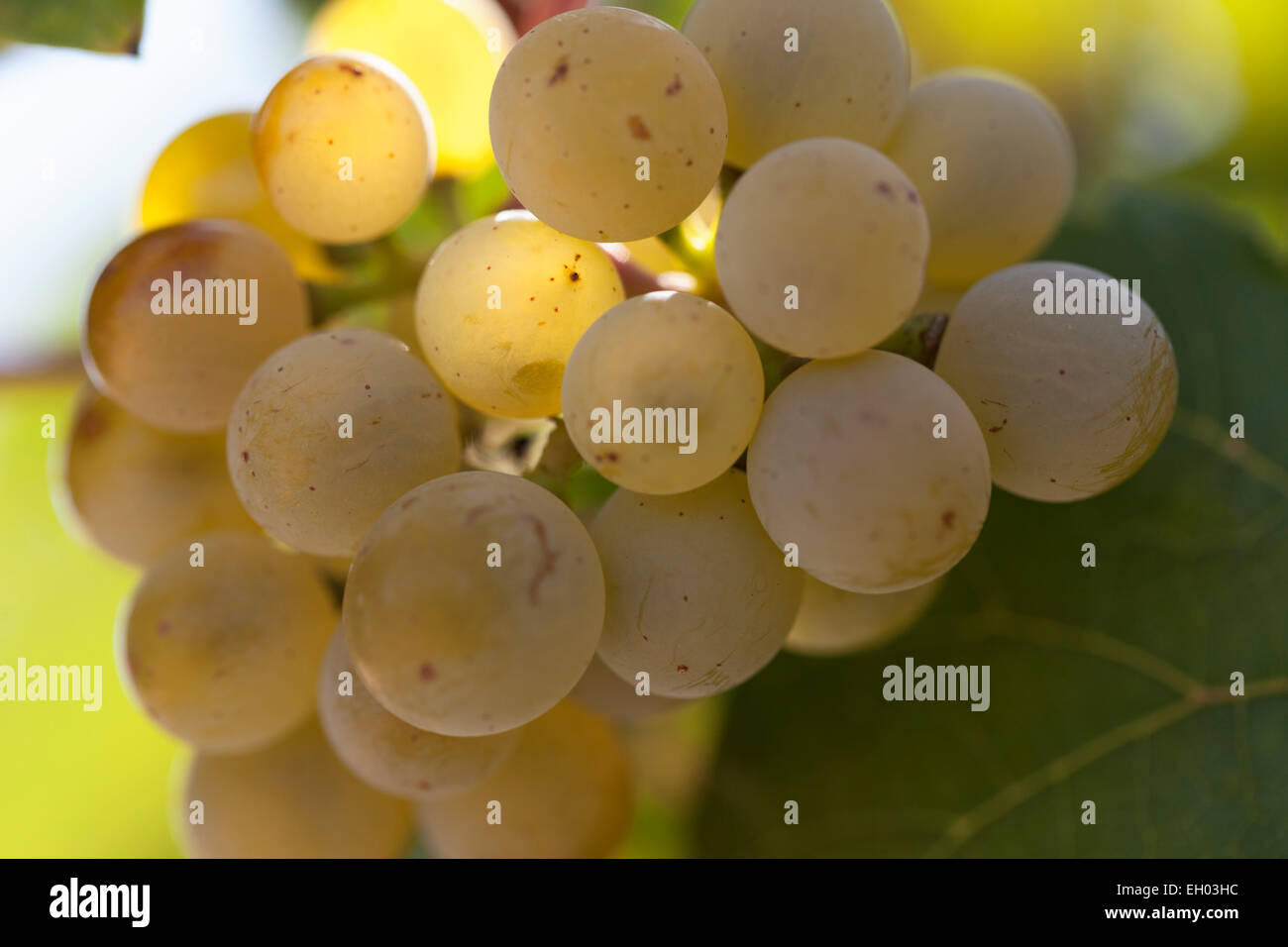 Gruner hi-res stock photography and images - Alamy