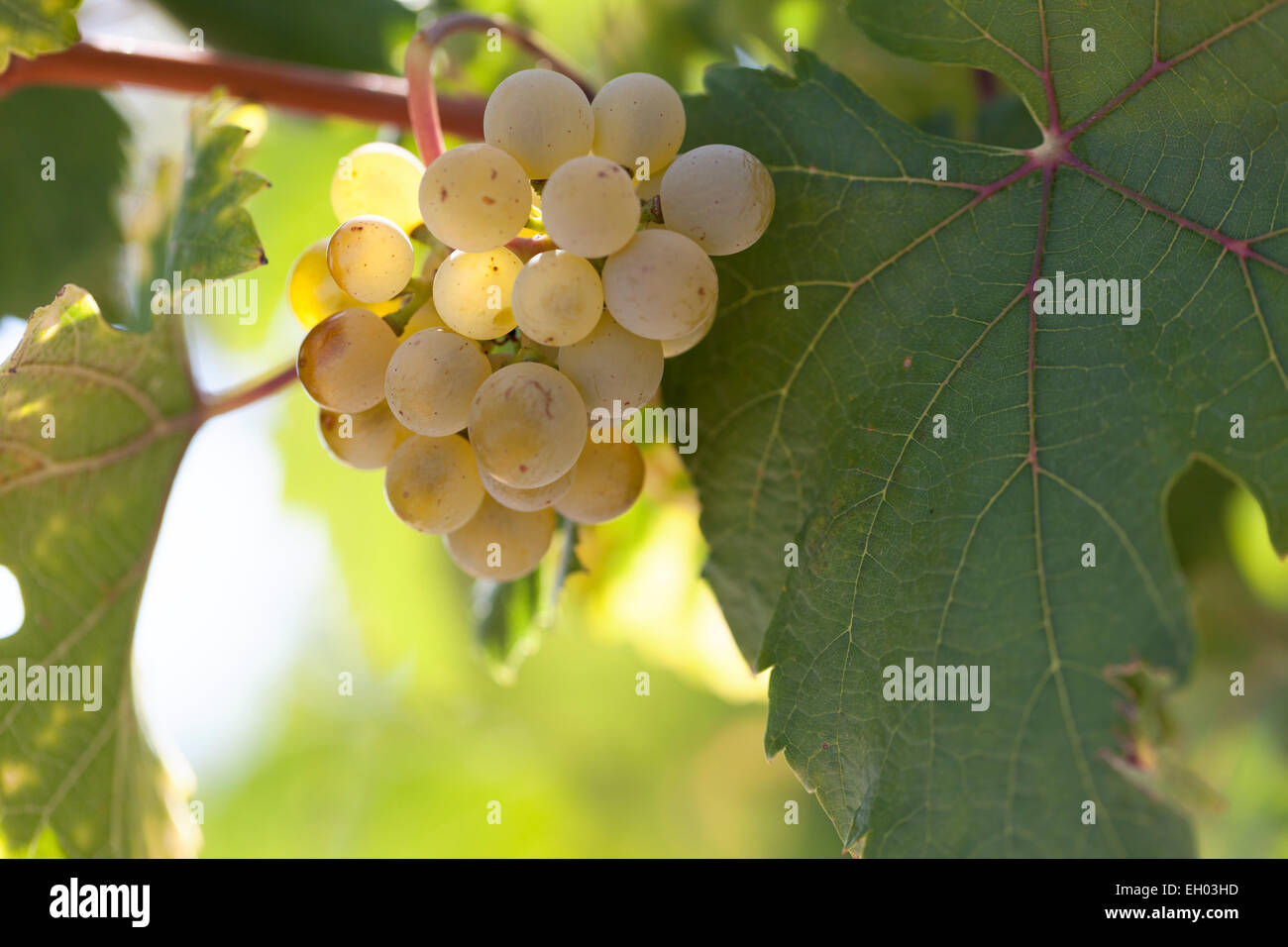 Grapes : Gruner Veltliner Stock Photo - Alamy