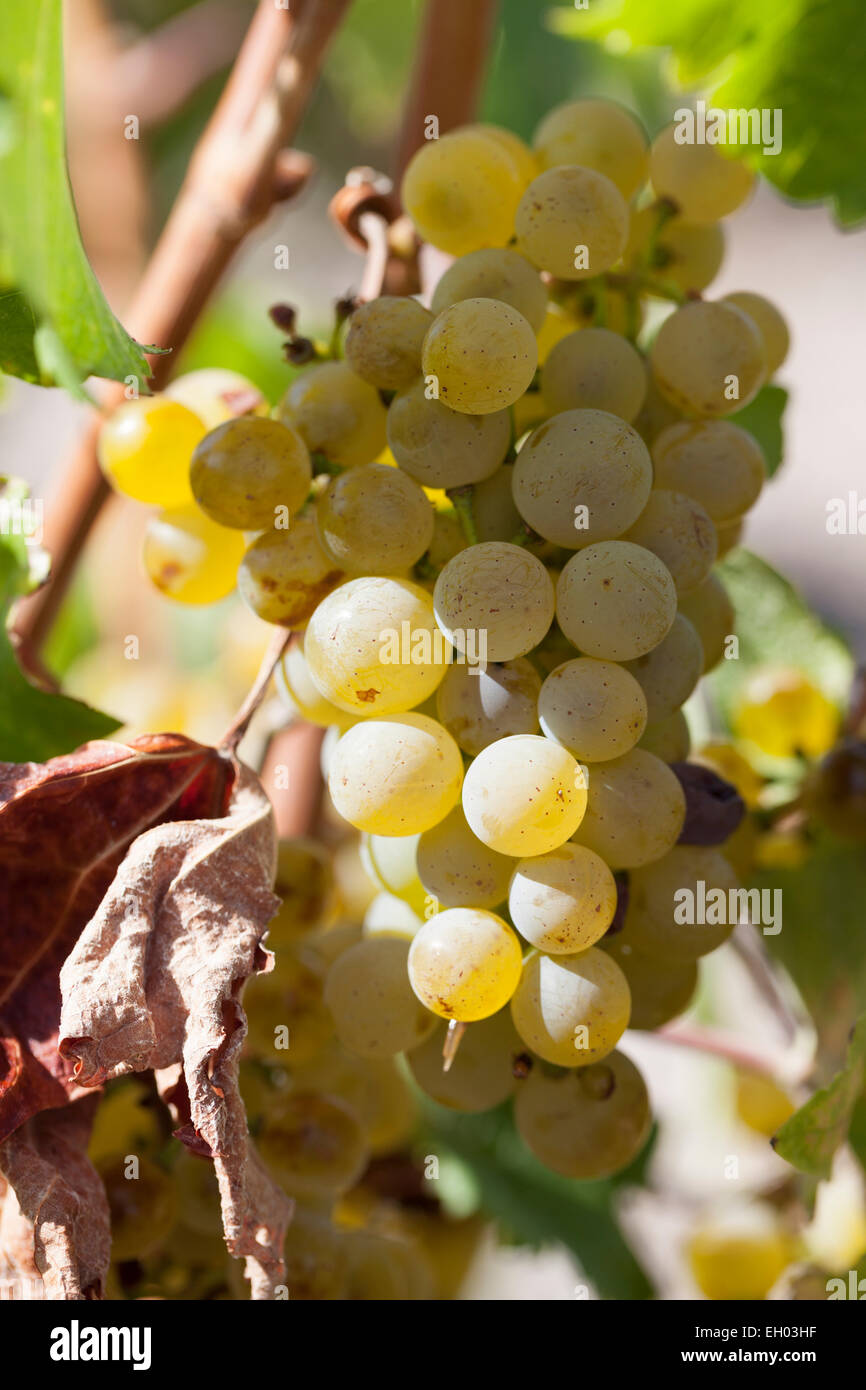 Grapes : Gruner Veltliner Stock Photo - Alamy