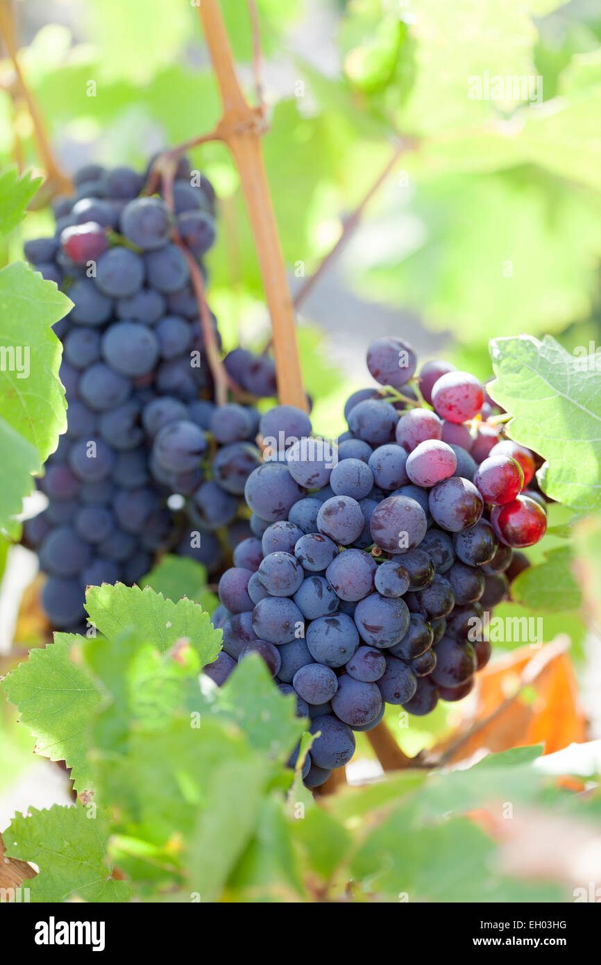 Grapes : Pamid Stock Photo - Alamy
