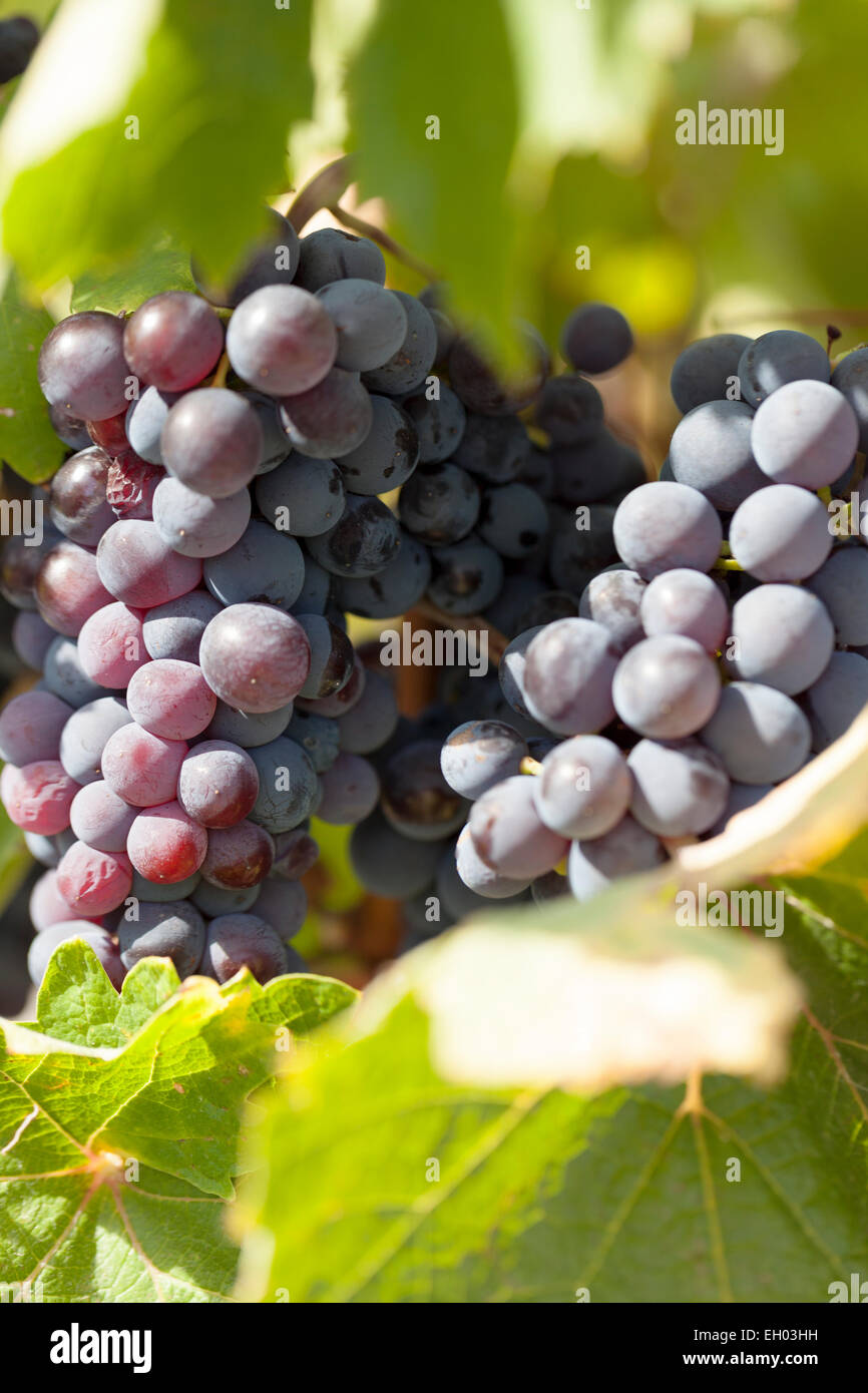 Grapes : Pamid Stock Photo - Alamy